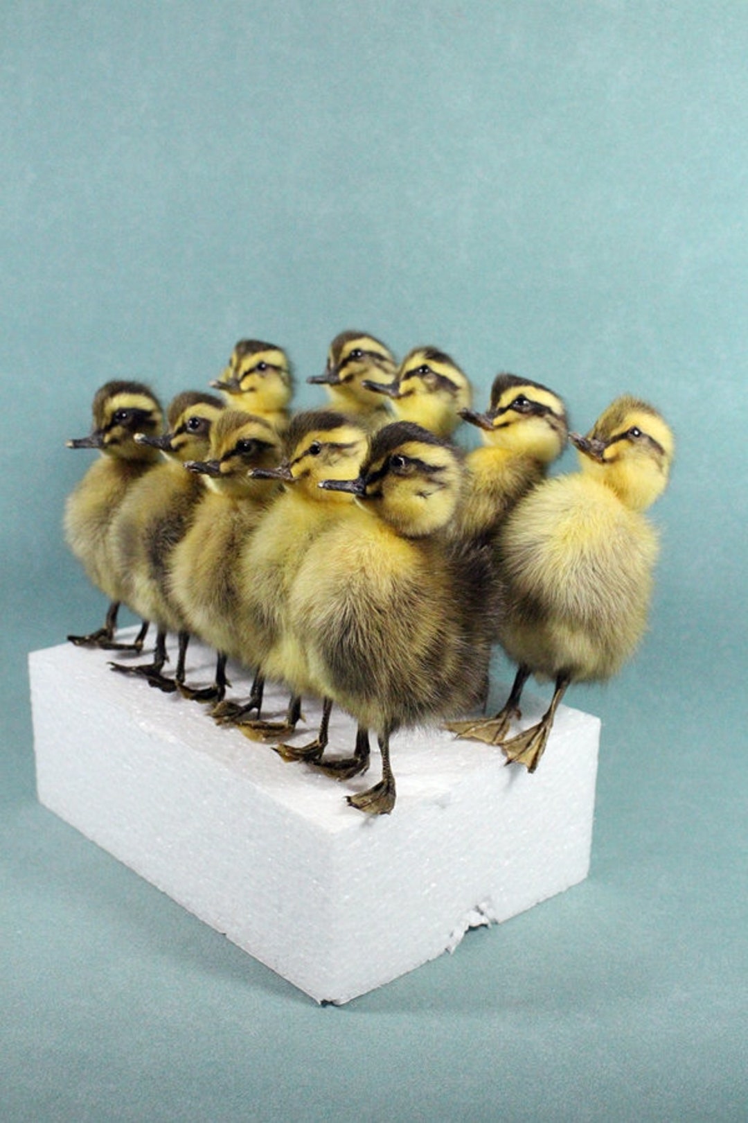 Handmade Taxidermy Asia Striped Duckling,10 Ps/set, Non Base, Cute Home ...