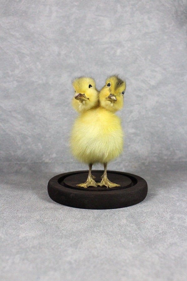 Taxidermy Chicken for sale| 65 ads for used Taxidermy Chickens