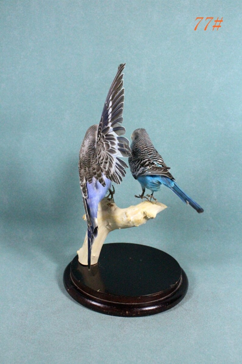 Taxidermy Budgerigar,2 Ps Paraleets,no Pedestal,birthday Gift Crafts ...