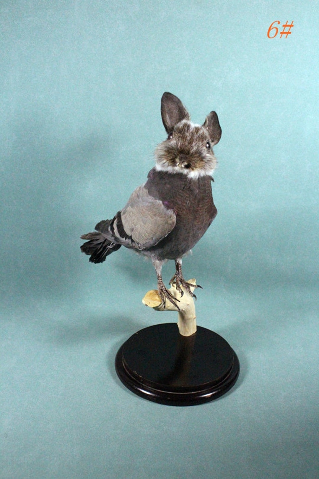 Taxidermy Gray Rabbit Head on Dove Bodyoddity Freak Crafts - Etsy Canada