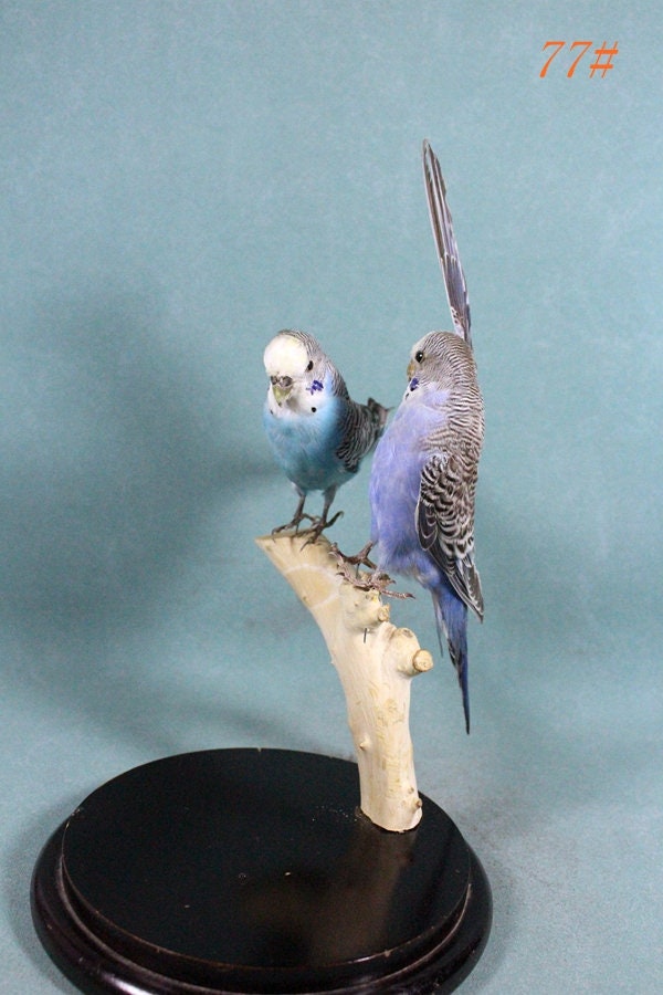 Taxidermy Budgerigar,2 Ps Paraleets,no Pedestal,birthday Gift Crafts ...