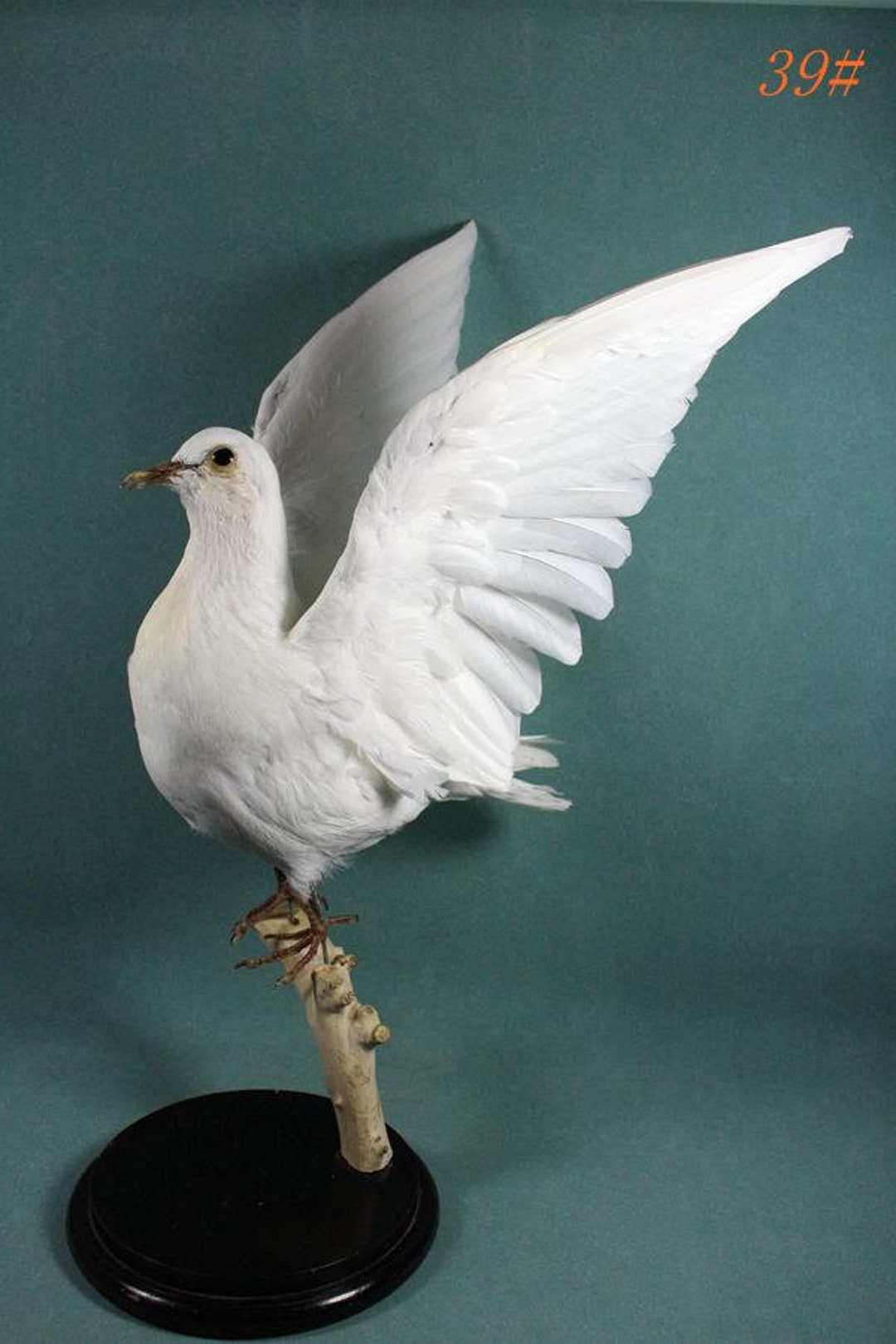 Handmade Taxidermy White Dove Sprend Wing Pigeon,birthday Gifts Home ...