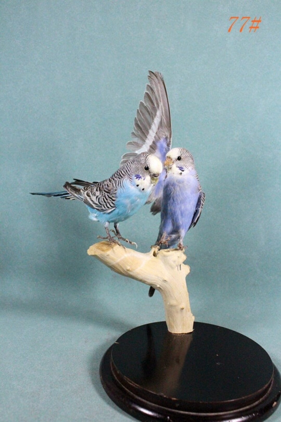 Taxidermy Budgerigar,2 Ps Paraleets,no Pedestal,birthday Gift Crafts ...