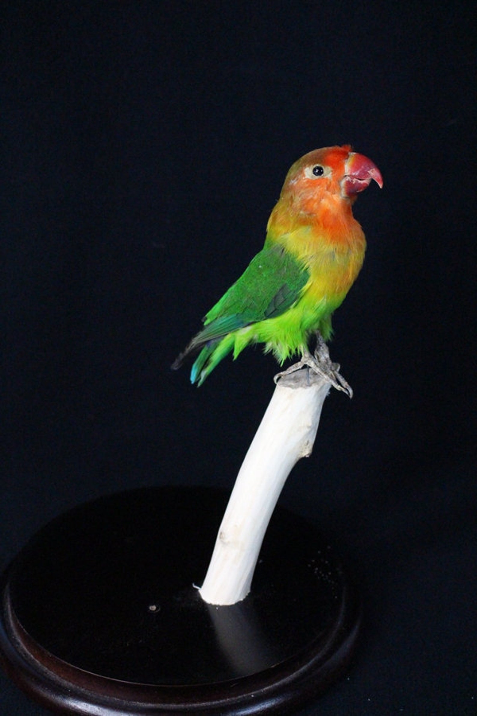 Taxidermy Wing Down Love Bird Green Parrot Birth Gift non - Etsy