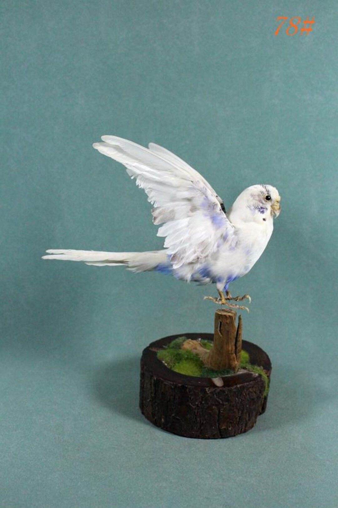 Real Taxidermy Beautiful Parakeet Spread Wing No Stand Handmade Birth ...