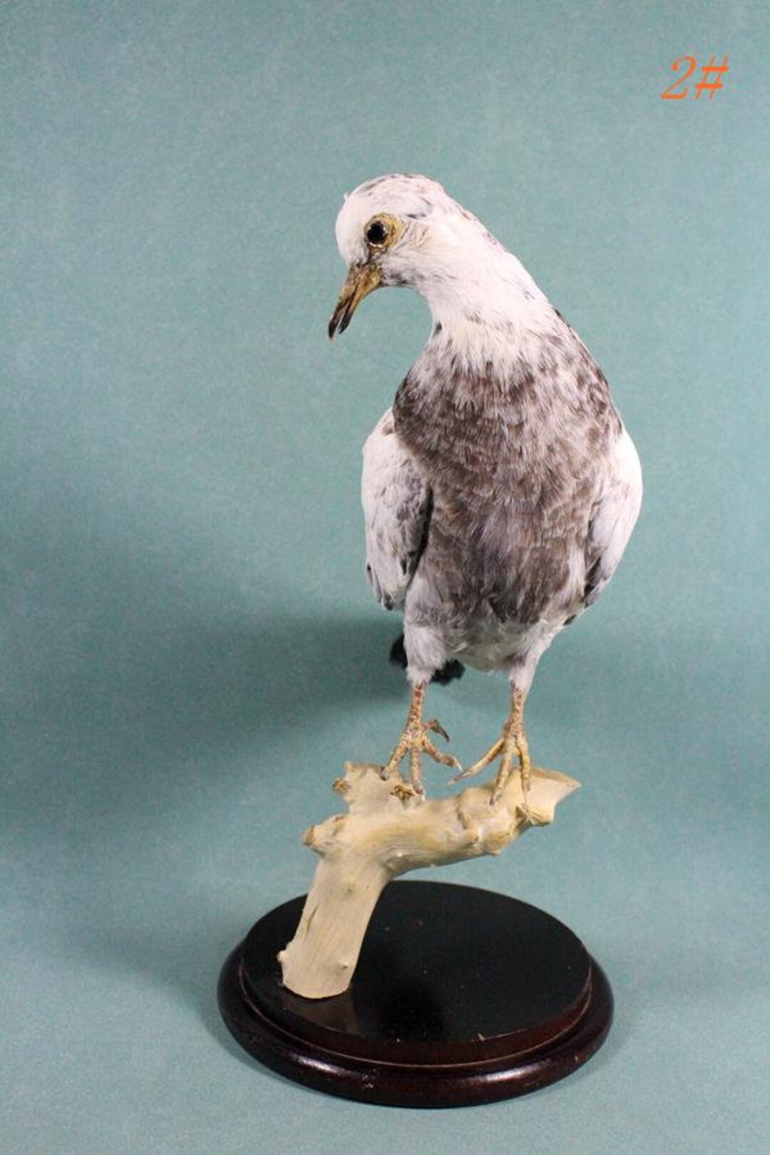 Taxidermy Dove Striped Pigeon Closed Wing Bird Housewarming Crafts ...