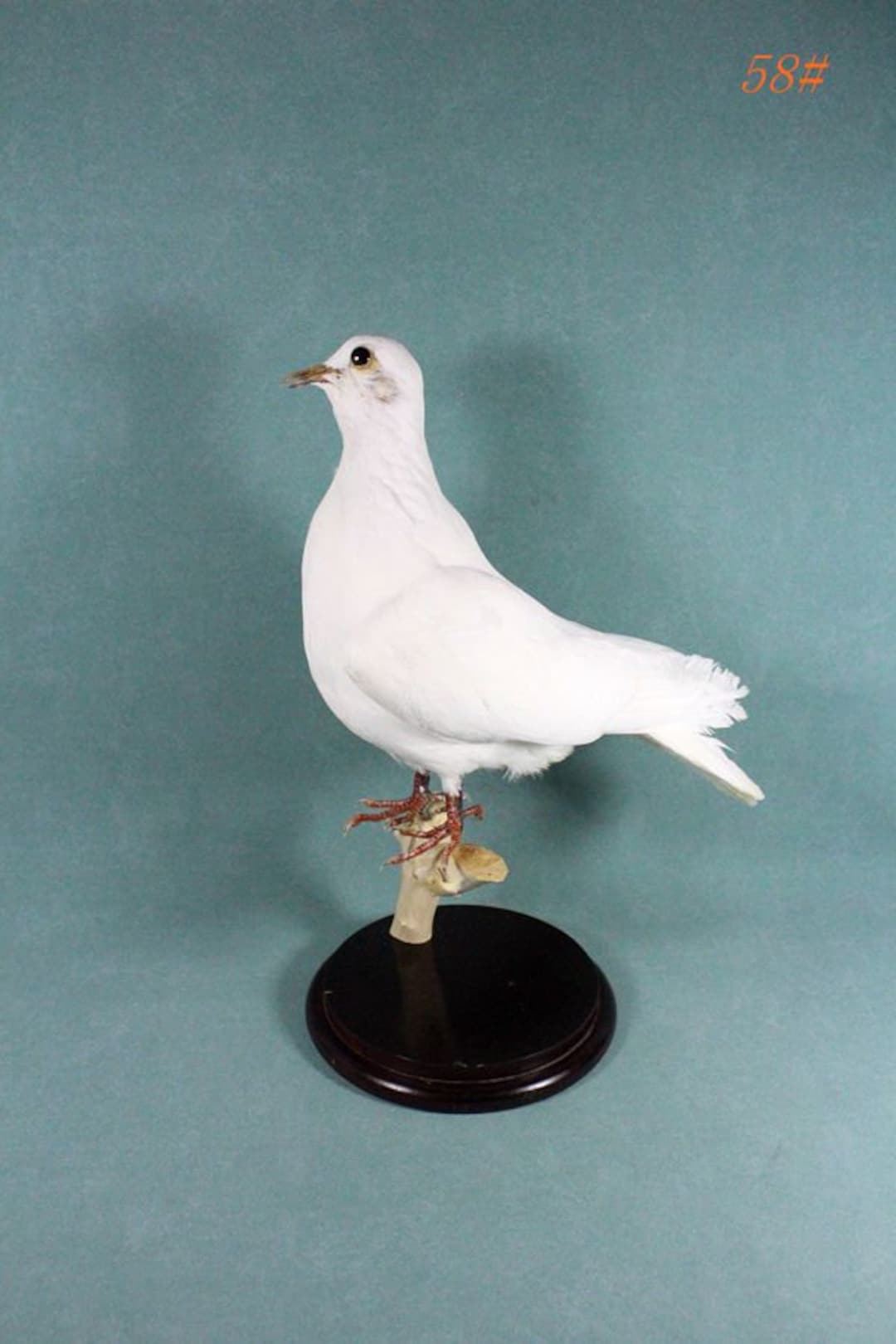 Taxidermy Bird Handmade Pigeon White Dove Closed Wing Housewarming ...