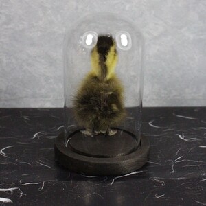 Taxidermy Duckling Striped Color Mounted With Glass - Etsy
