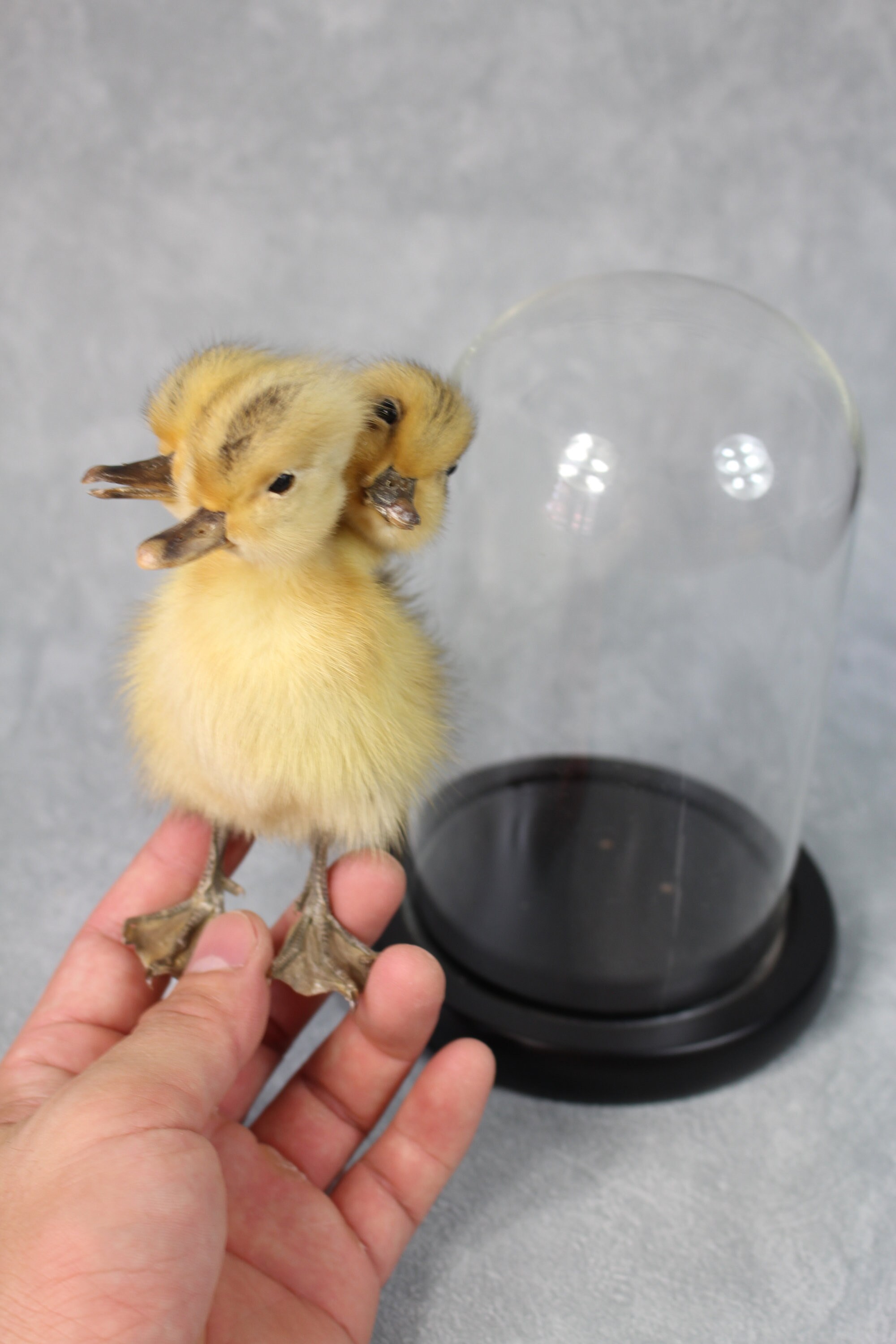 Taxidermy 3 Headed Asia Yellow Duckling Mounted for Sale,christmas Gift ...