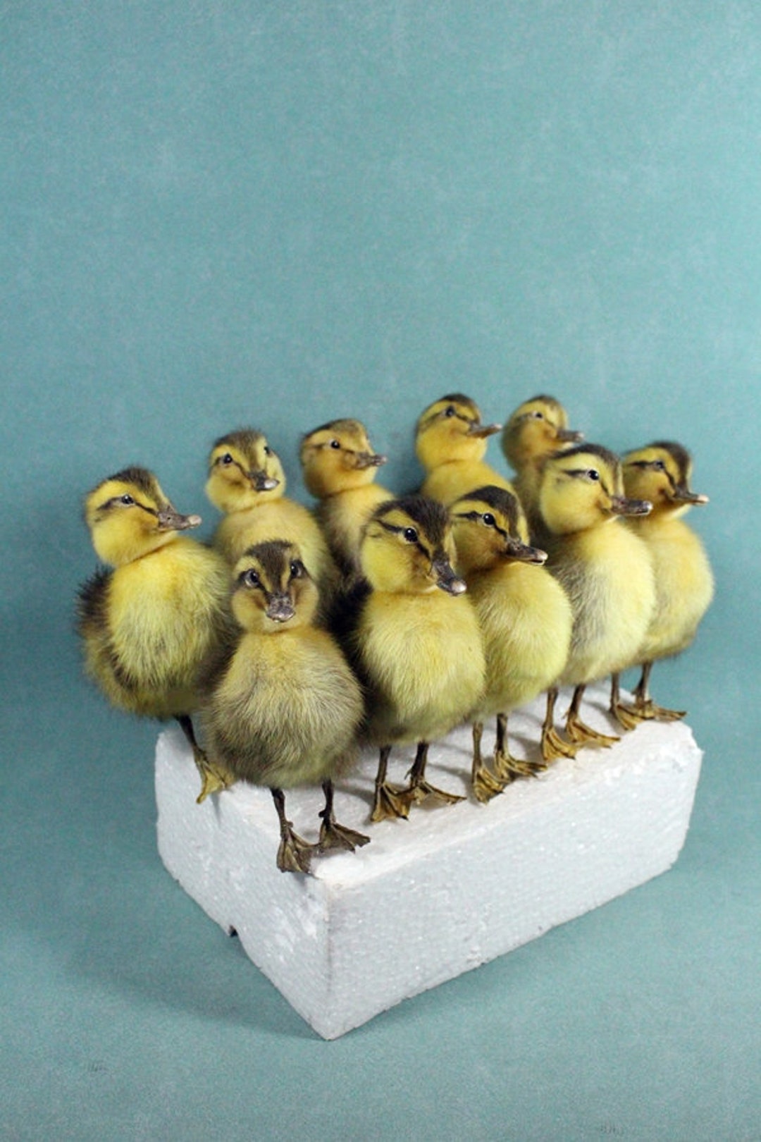 Taxidermy Striped Duckling Farm/countryside Stuff,10 Ps/set,home ...