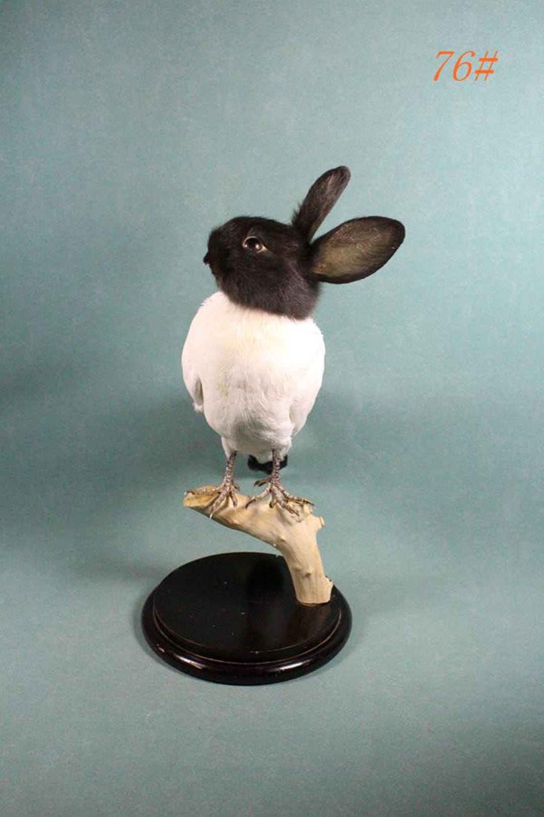 Taxidermy Black Bunny Rabbit Head on Pigeon Body Oddity Special Birth ...