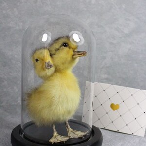 Handmade Taxidermy 3 Headed Yellow Duckling,mounted in Glass Dome ...