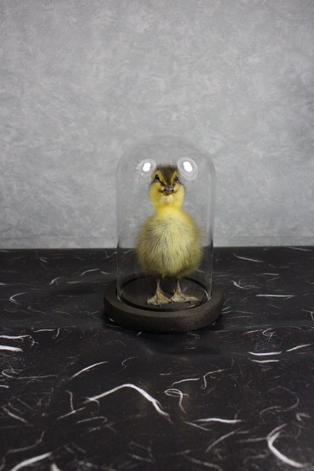 Taxidermy Duckling Striped Color Mounted With Glass Dome Birthday ...