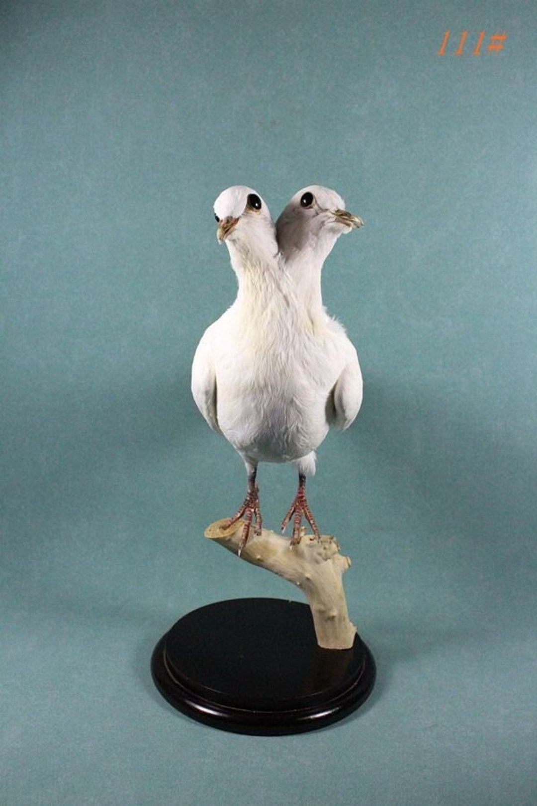 Taxidermy 2 Headed White Dove Birthday Gift Good Collectables Home Deco ...