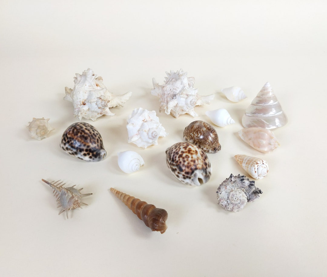 15 Vintage Seashells, Coastal Beach Decor Natural Home Accents - Etsy