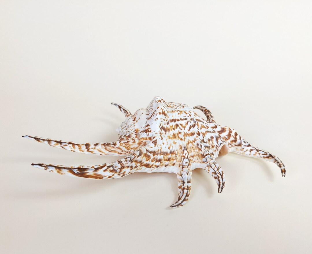 Vintage Natural Lambis Spider Shell Seashell, Coastal Beach Decor ...