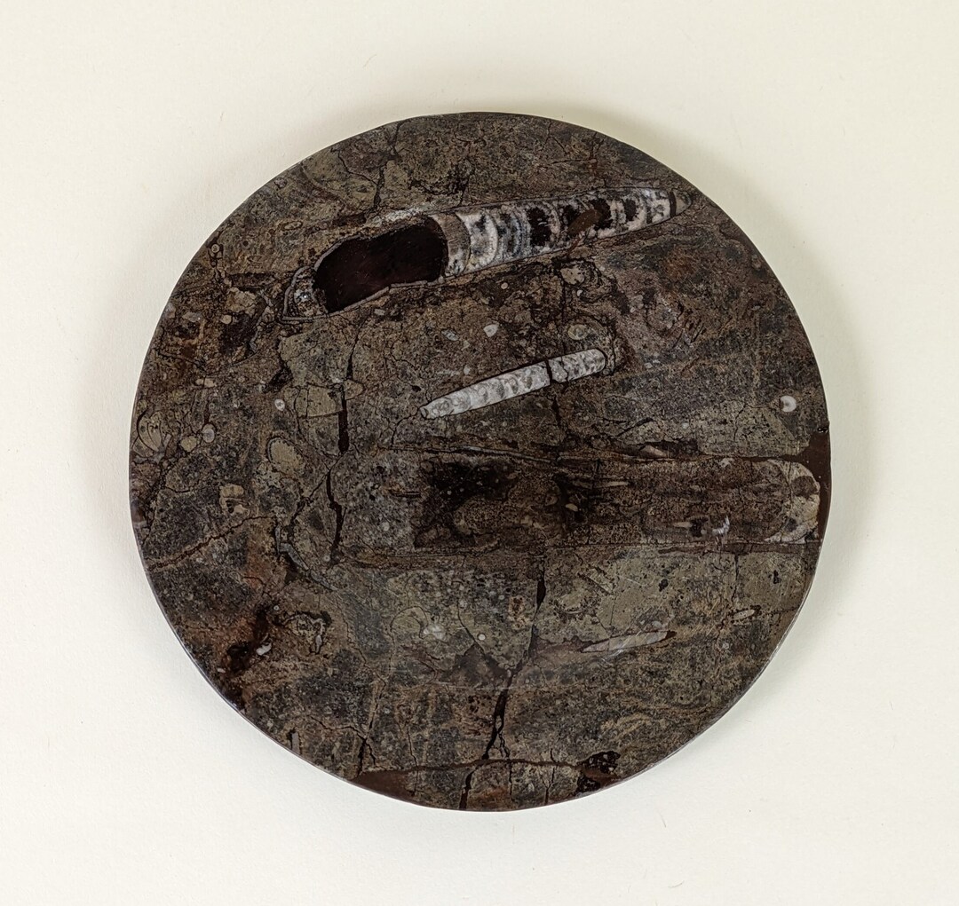 Natural Fossil Specimen Plate, Natural Home Accent - Etsy
