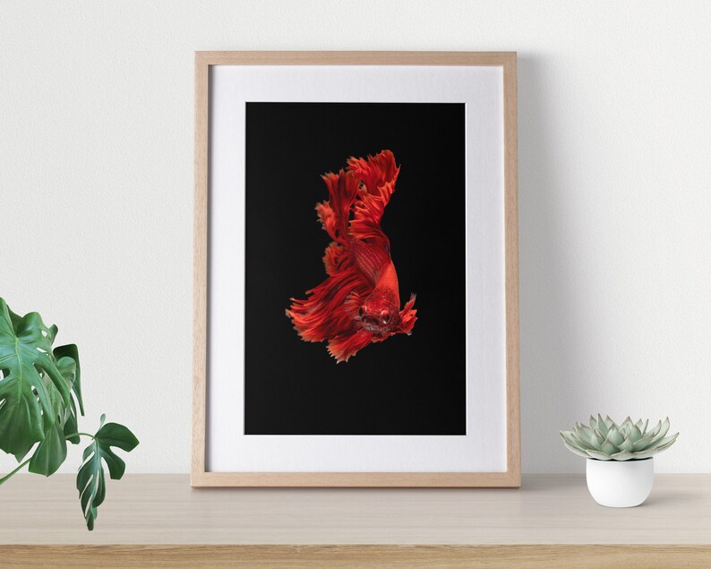 Red Siamese Betta Fish Canvas Print Animals Wildlife Poster - Etsy
