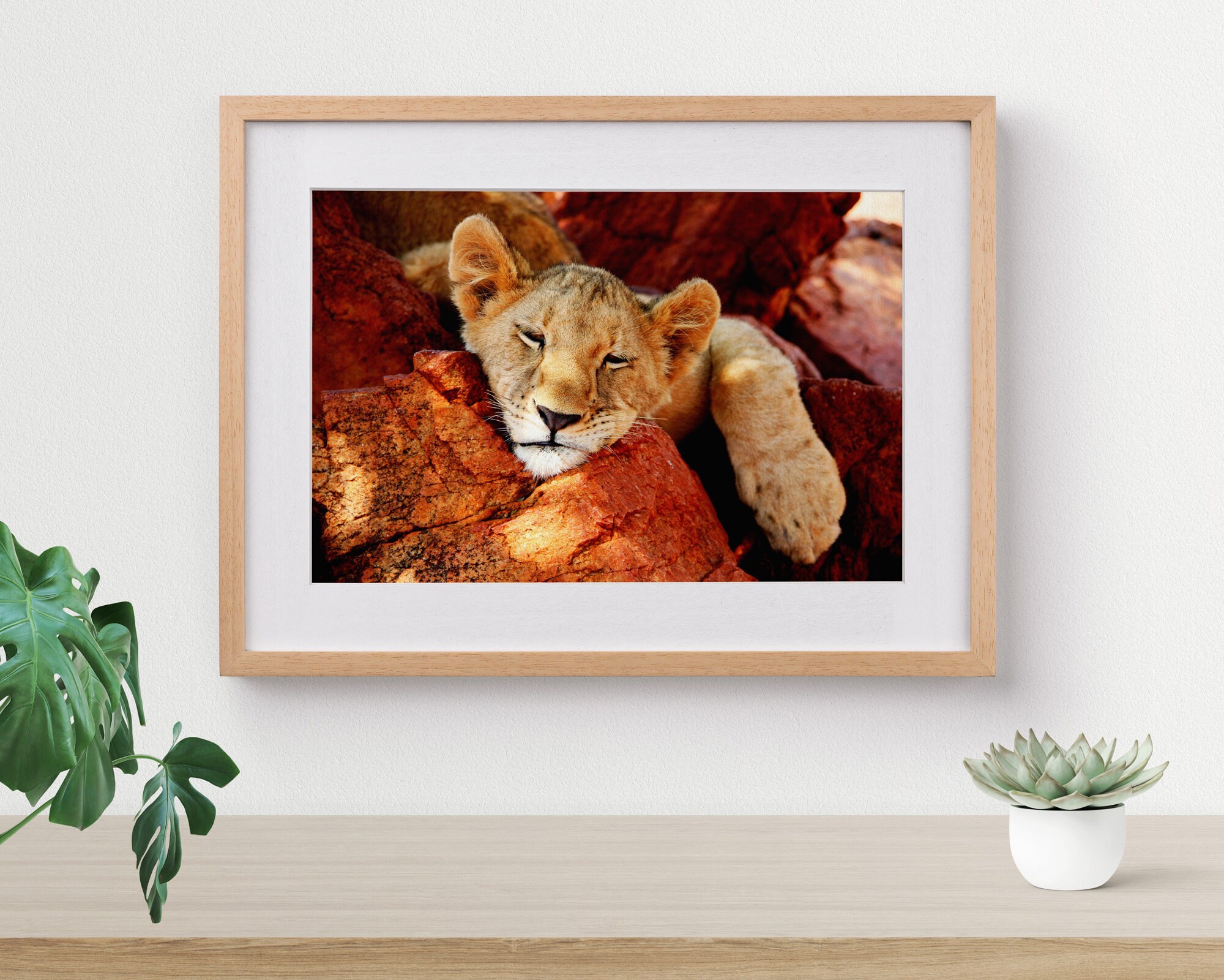 Cute Relaxing Sleepy African Lion Cub Canvas Print Nursery Animals ...