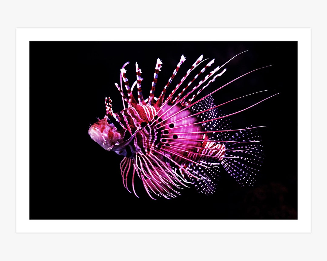 Pink and Purple Lionfish Canvas Print Ocean Sea Animals Wildlife Poster ...