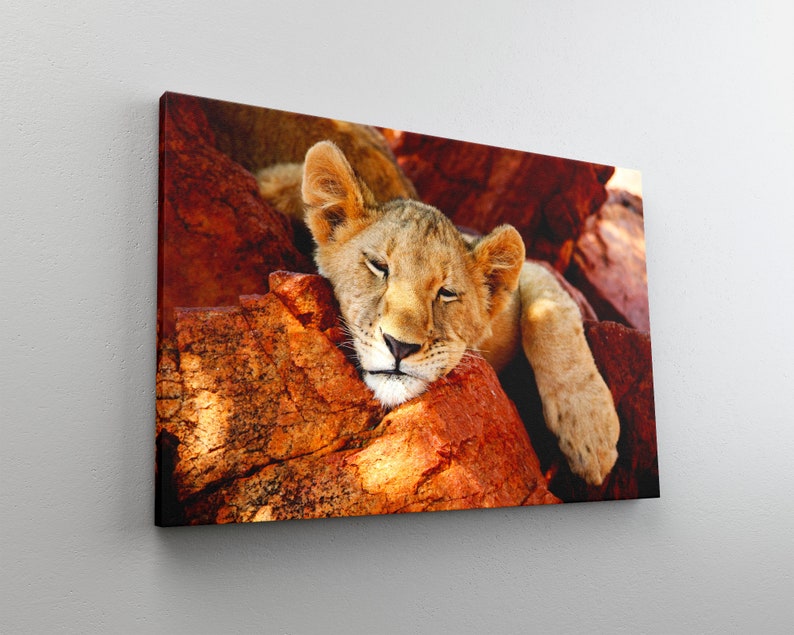 Cute Relaxing Sleepy African Lion Cub Canvas Print Nursery Animals ...