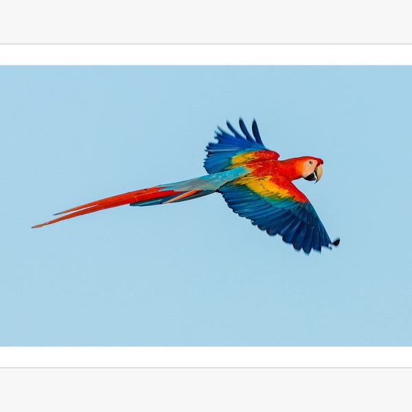 Macaw Poster - Etsy