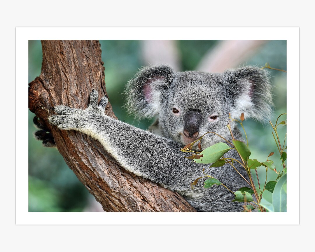 Cute Koala in a Tree Branch Canvas Print Nursery Animals Wildlife ...