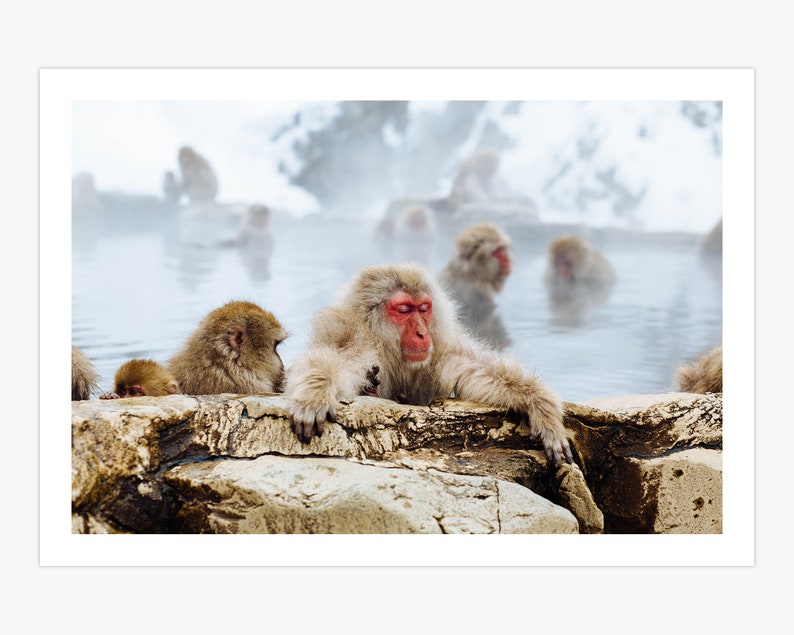 Relaxing Meditating Snow Monkeys Canvas Print Apes Animals - Etsy