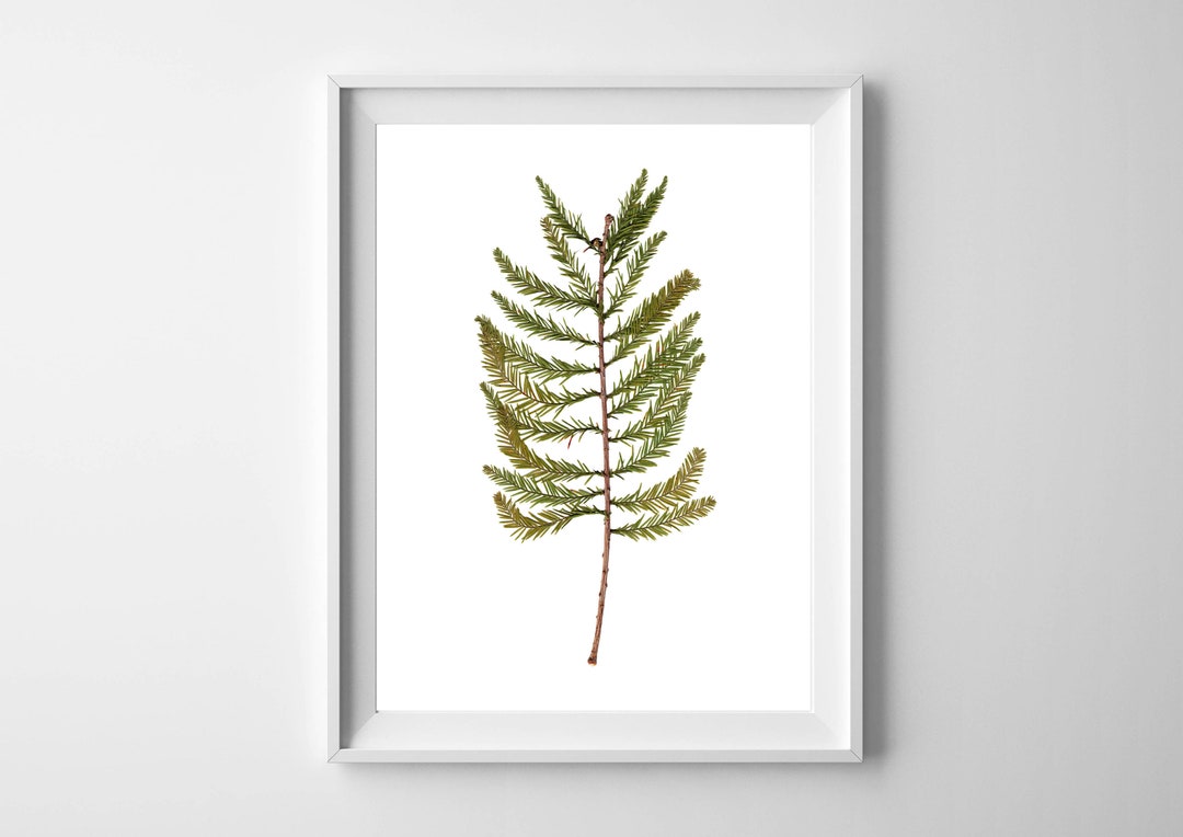 Conifer Prints Green Leaf Winter Botanical Art Christmas - Etsy