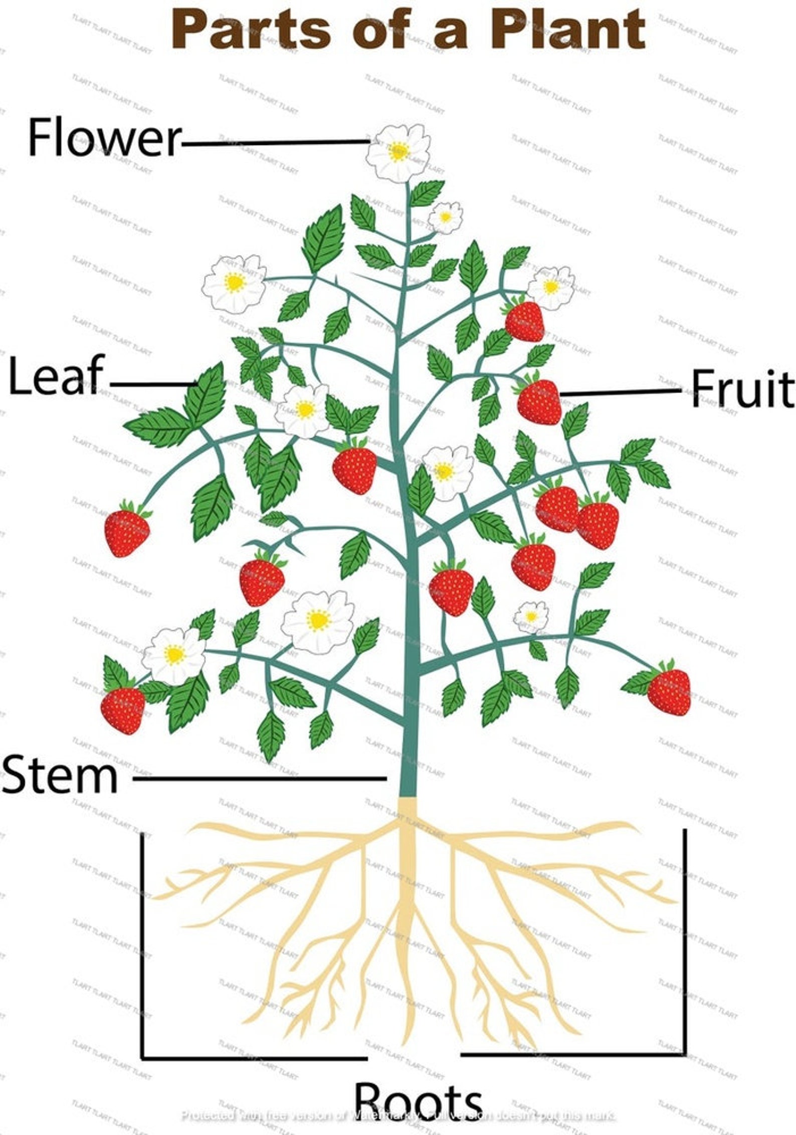 Parts of Plants, Labelling Activity, Early Year,nursery, Primary School ...