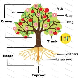 Parts of Tree Labelling Activity Early Yearnursery Primary - Etsy UK