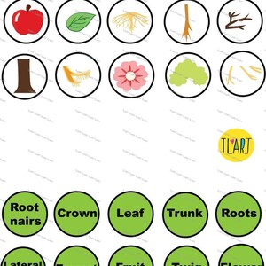 Parts of Tree, Labelling Activity, Early Year,nursery, Primary School ...