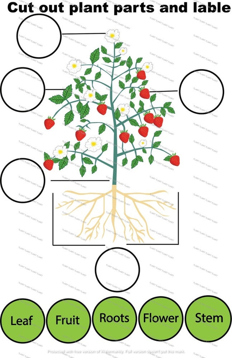 Parts of Plants, Labelling Activity, Early Year,nursery, Primary School ...