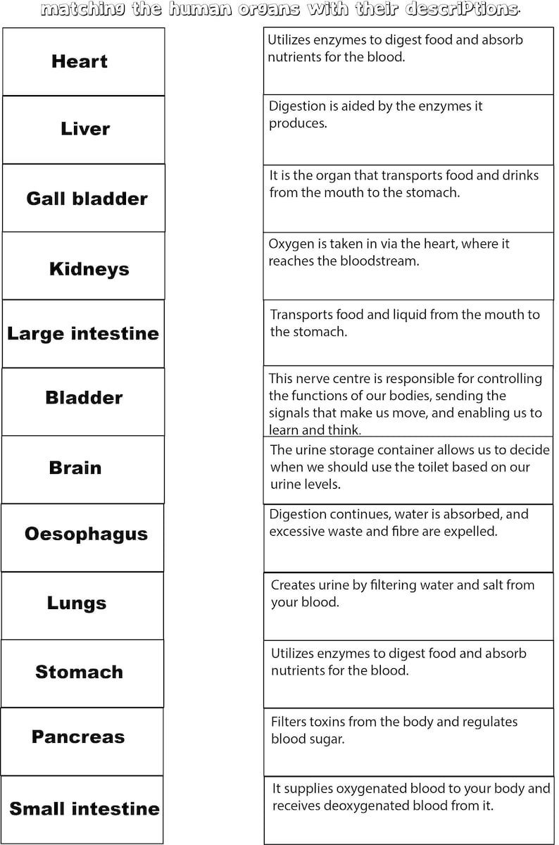 Parts of the Body Labelling Activity, Human Anatomy Education, Organs ...