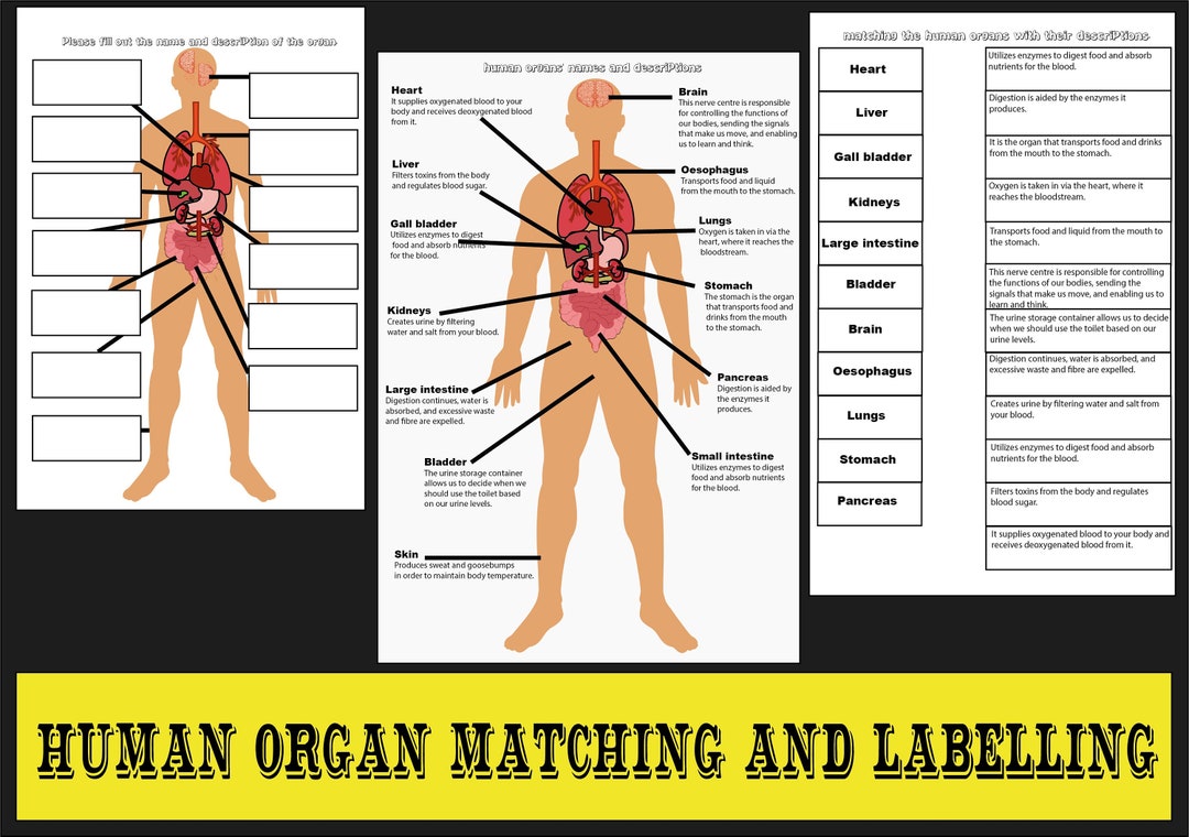Parts of the Body Labelling Activity, Human Anatomy Education, Organs ...