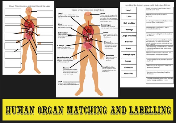 Parts of the Body Labelling Activity Human Anatomy Education | Etsy UK