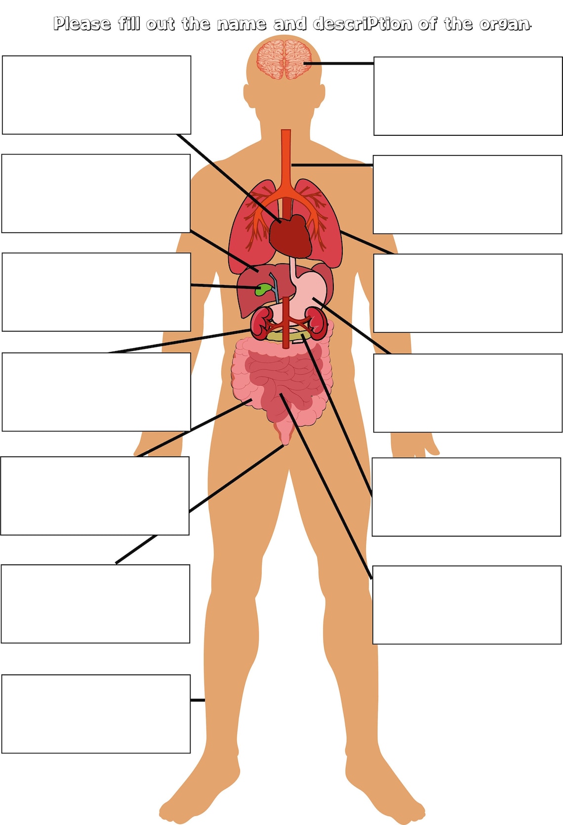 Parts of the Body Labelling Activity, Human Anatomy Education, Organs ...
