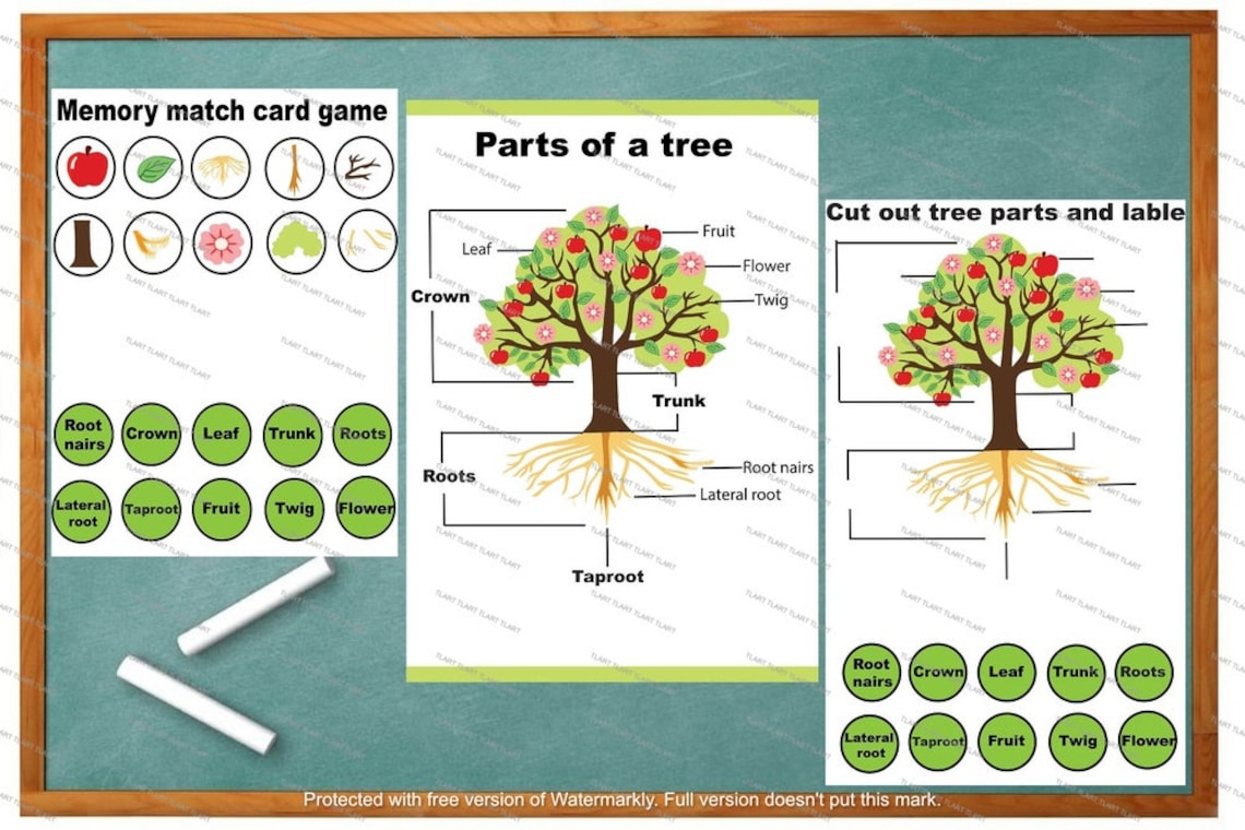 Parts of Tree, Labelling Activity, Early Year,nursery, Primary School ...