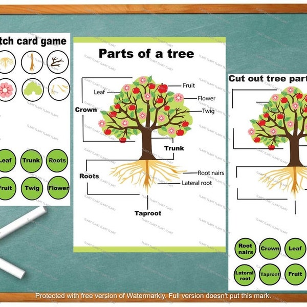Parts of a Tree Poster - Etsy