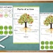 Parts of Tree, Labelling Activity, Early Year,nursery, Primary School ...