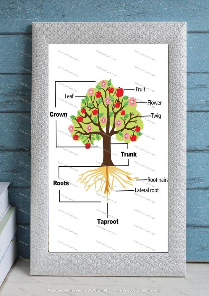 Parts of Tree, Labelling Activity, Early Year,nursery, Primary School ...