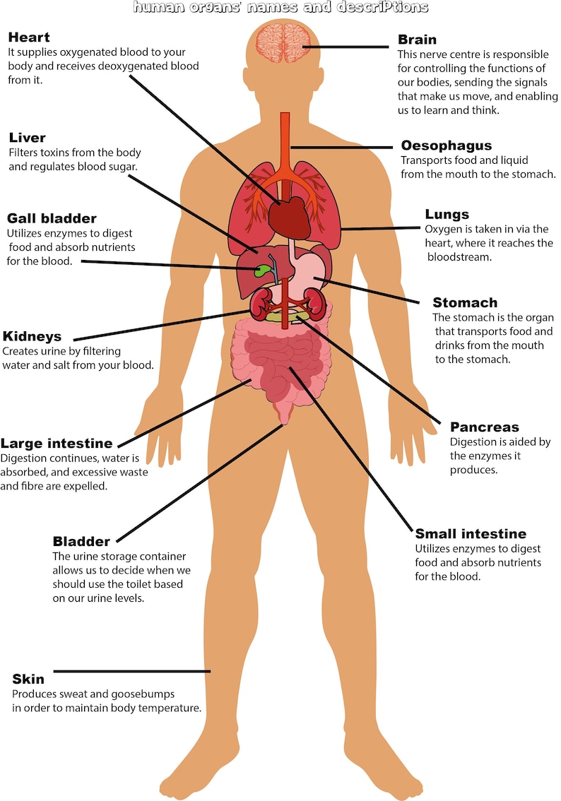 Parts Of The Body Labelling Activity Human Anatomy Education Organs parts-of-the-body-labelling-activity-human-anatomy-education-organs