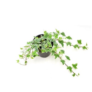 Glacier Ivy, Hedera Helix, English Ivy, Needlepoint Ivy Houseplants ...