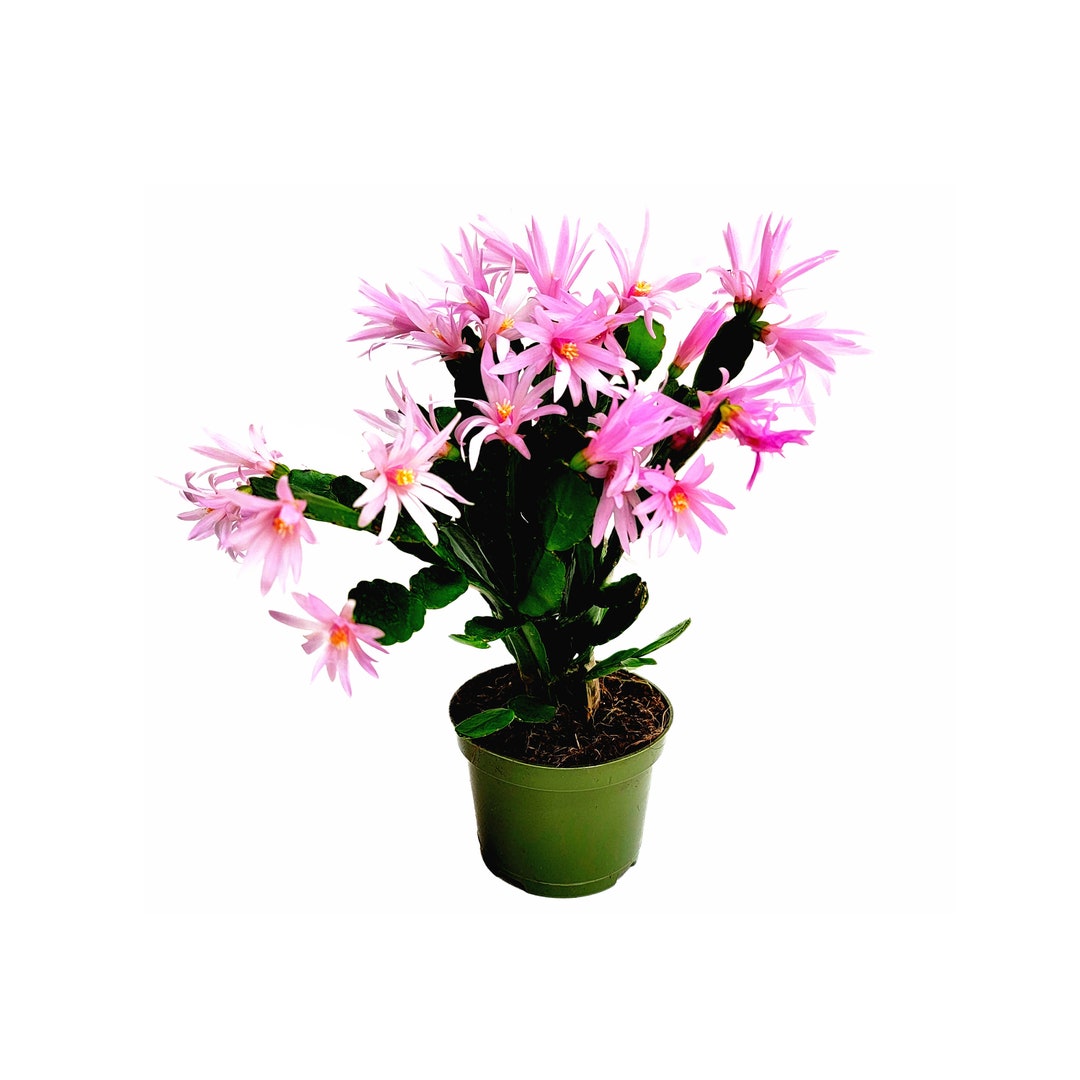 4” Pot, Light Pink Spring Cactus, Easter Cactus, Rhipsalidopsis ...