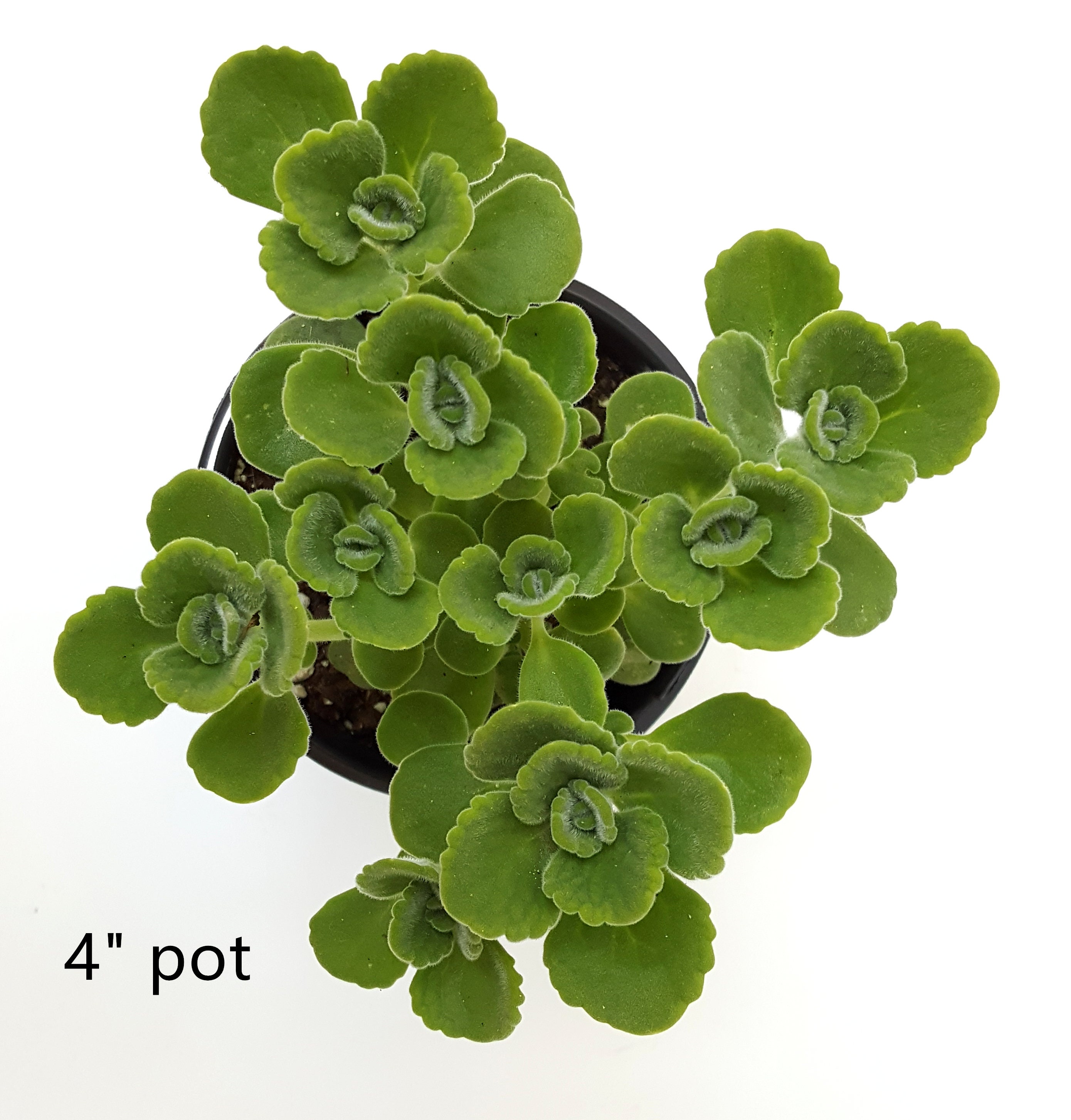 4" Pot - Touch-'n-smell, Vicks Plant, Plectranthus Tonentosa – Fragrant ...