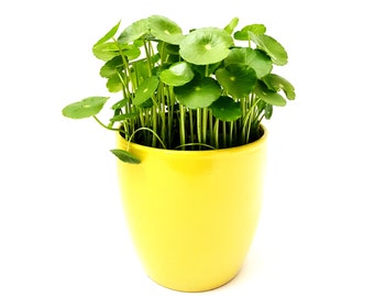 Hydrocotyle Vulgaris Copper Coin Plant, Chinese Coin Plant Marsh ...