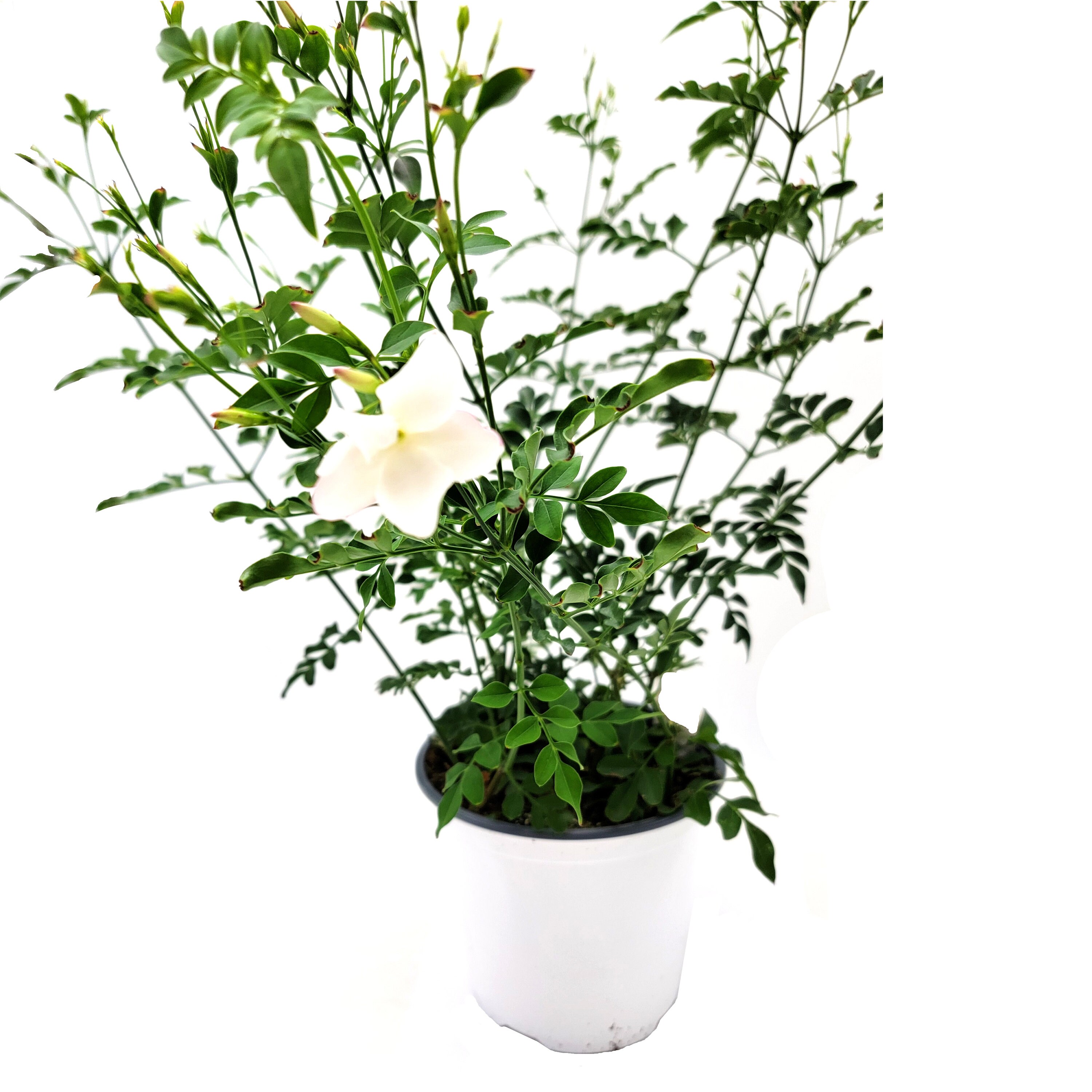 Upright Common Jasmine Jasminum Officinale Poet's - Etsy Upright Common Jasmine Jasminum Officinale Poet's - Etsy