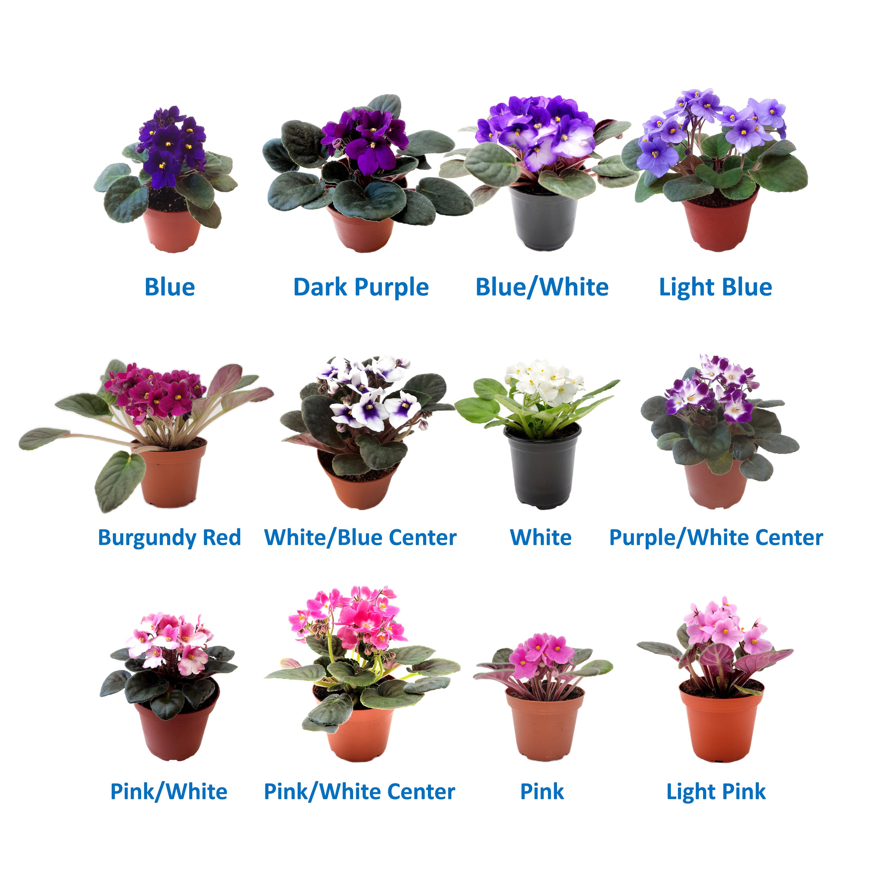 Types Of African Violets