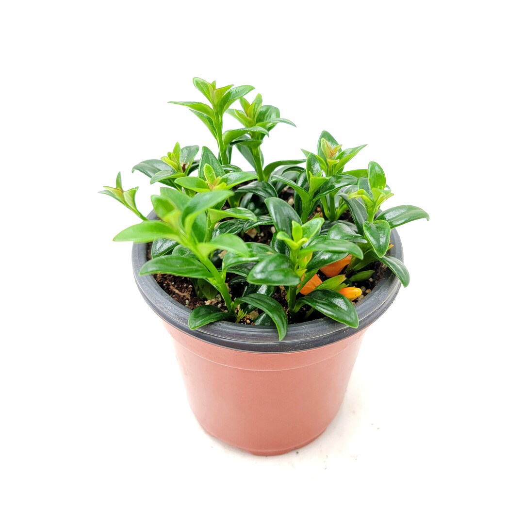 Goldfish Plant, Nematanthus Gregarious – Houseplants, Flowering Plants ...
