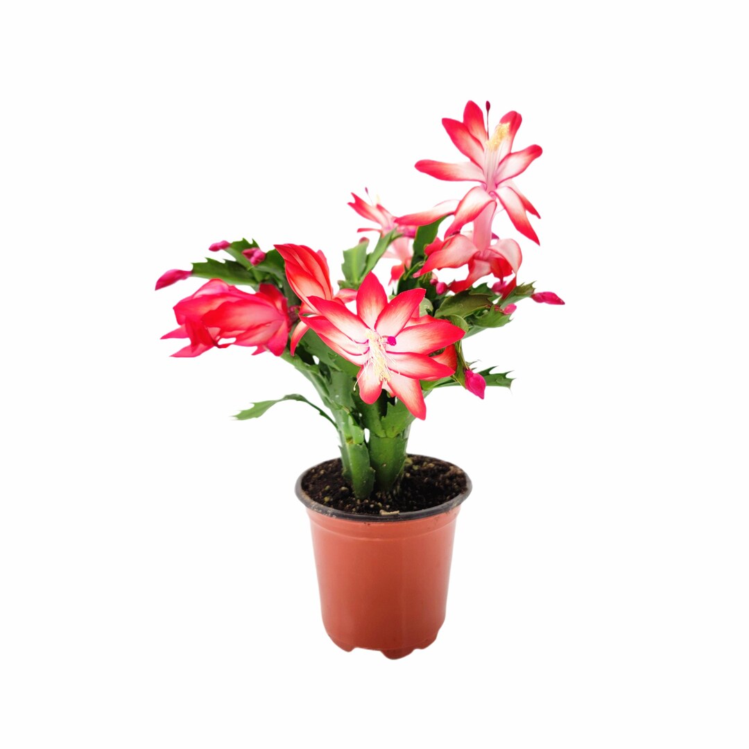 4" Red Zygocactus, Schlumbergera Bridesii, Thanksgiving Cactus, Holiday ...